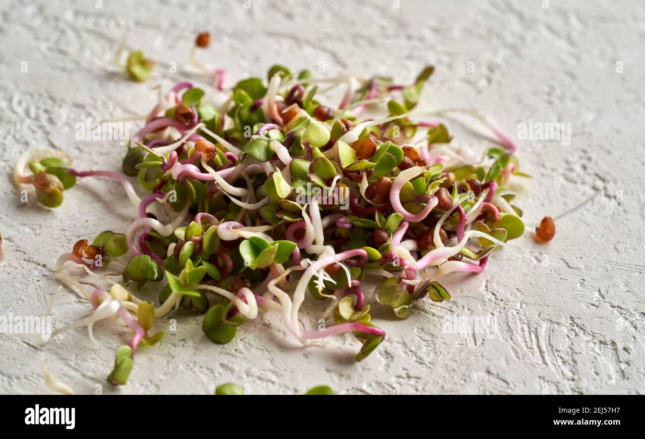 Radish microgreens hi-res stock photography and images - Alamy