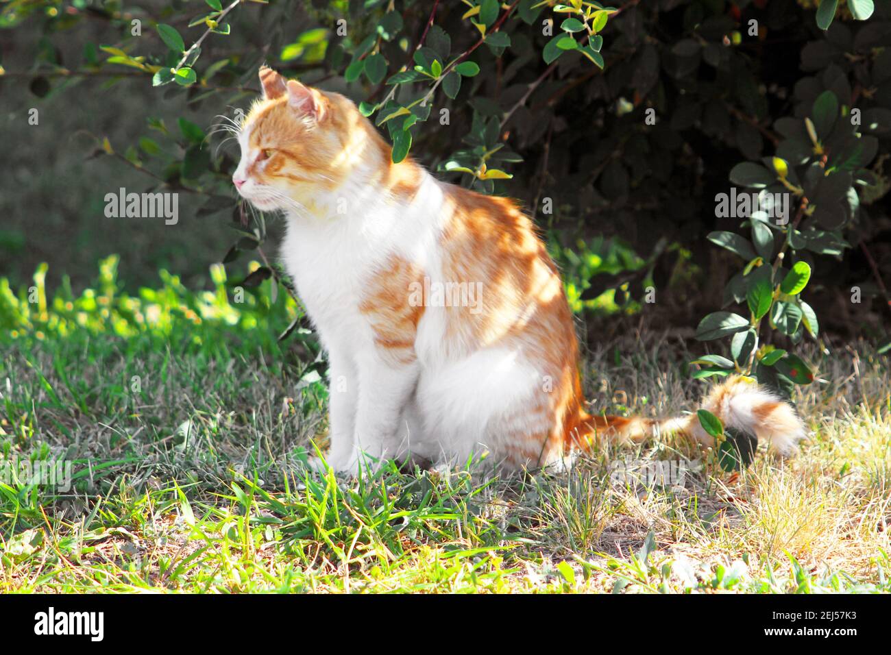 Red cat hid under hi-res stock photography and images - Alamy