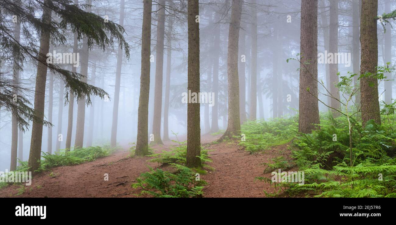 Pines and ferns hi-res stock photography and images - Alamy
