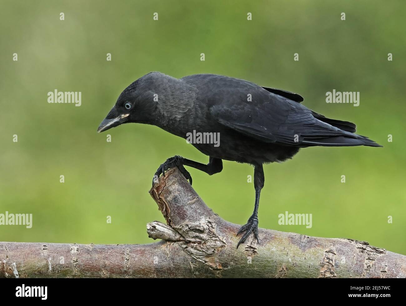 Eurasian Jackdaw (Corvus monedula spermologus) juvenile standing on ...