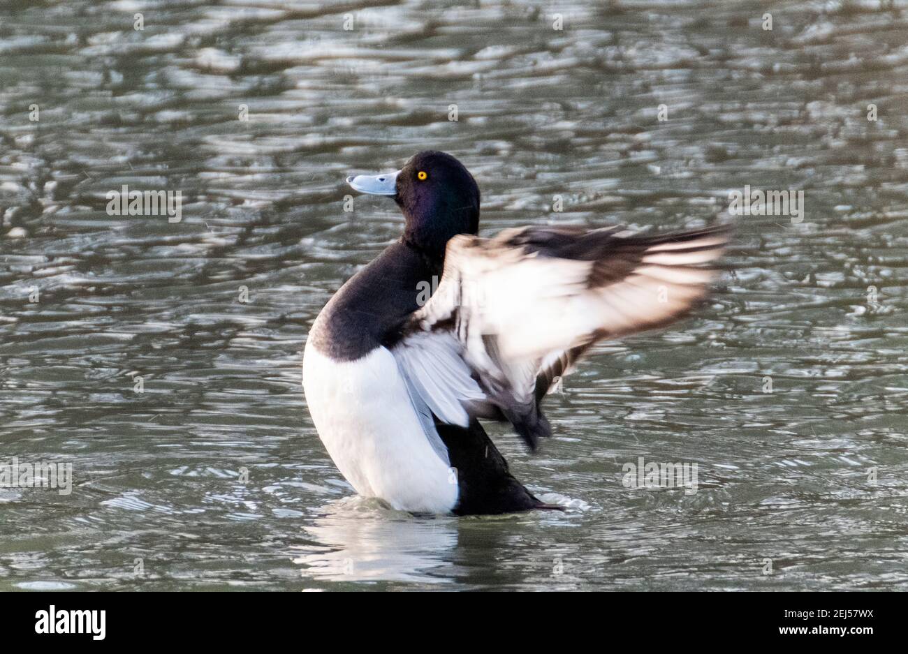 Lothian birding hi-res stock photography and images - Alamy
