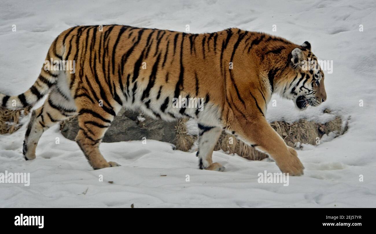 Amur Tiger Calgary Zoo AB Stock Photo - Alamy