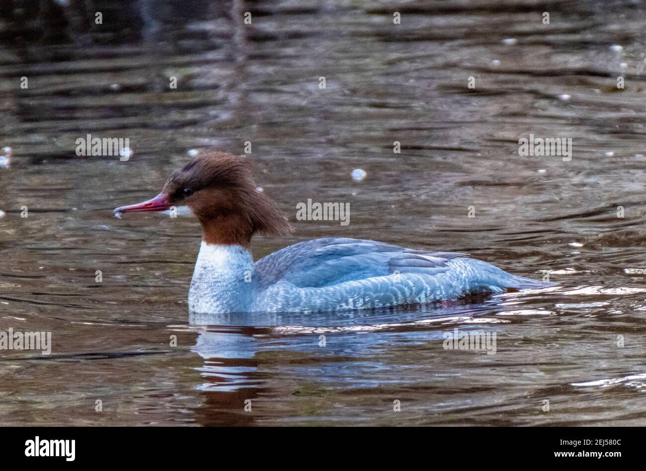 Goosander in natural habitat hi-res stock photography and images - Alamy