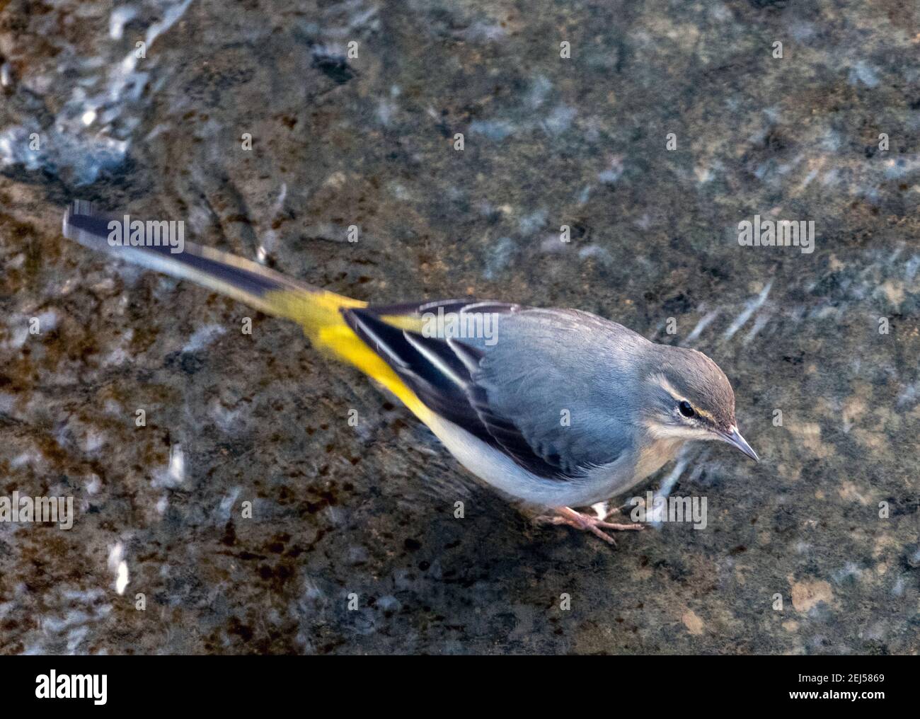 Lothian birding hi-res stock photography and images - Alamy