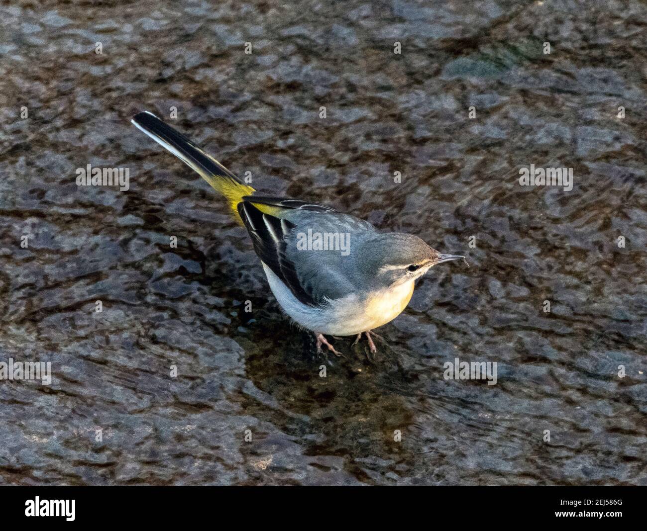 Lothian birding hi-res stock photography and images - Alamy