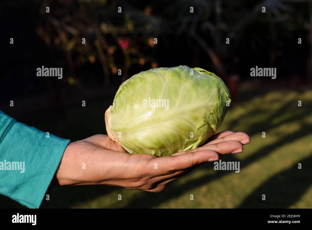 Woman holding fresh green small size mini cabbage in hand. Fresh ...