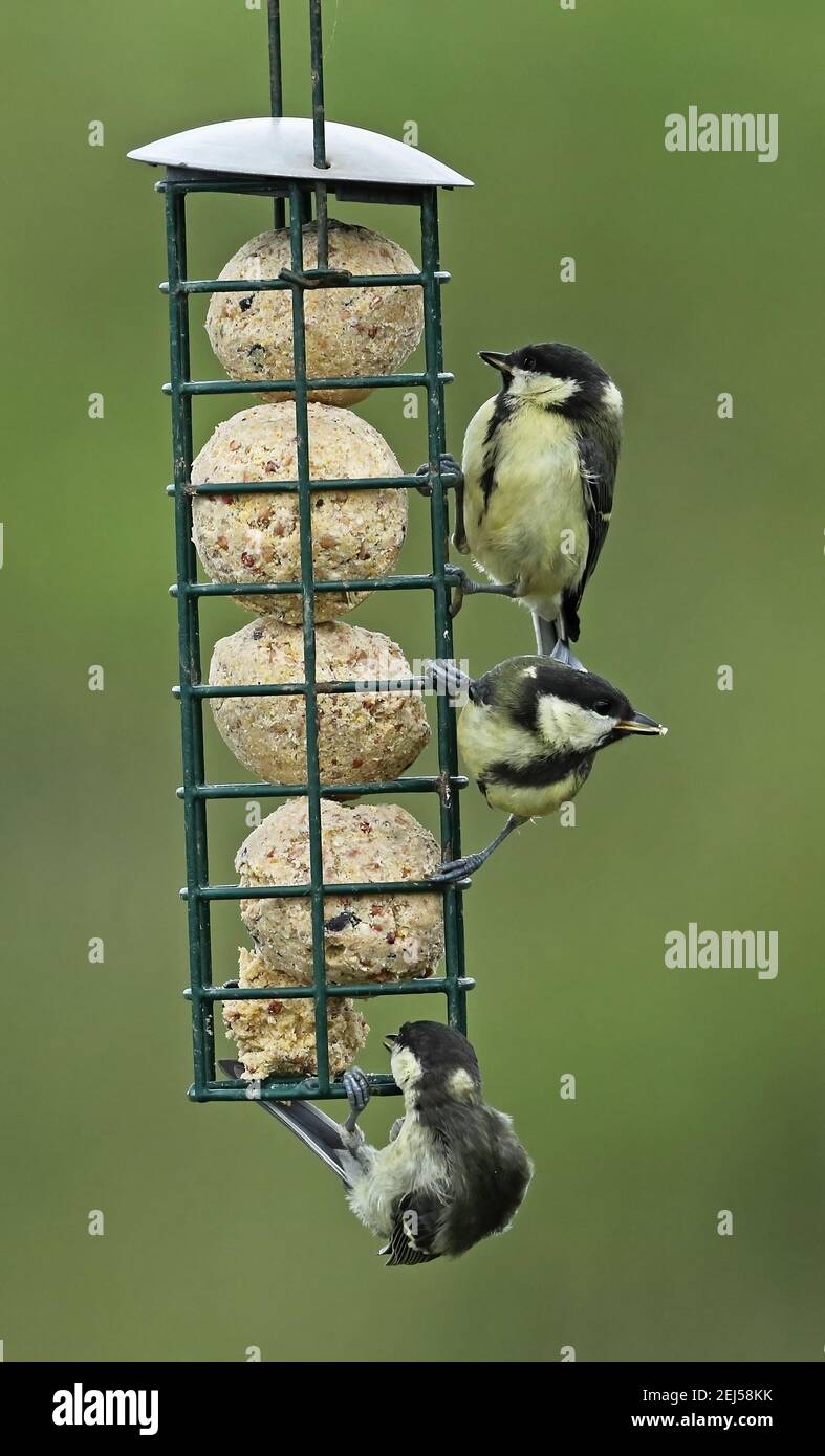 Great Tit (Parus major newtoni) juveniles feeding on fat feeder Eccles ...