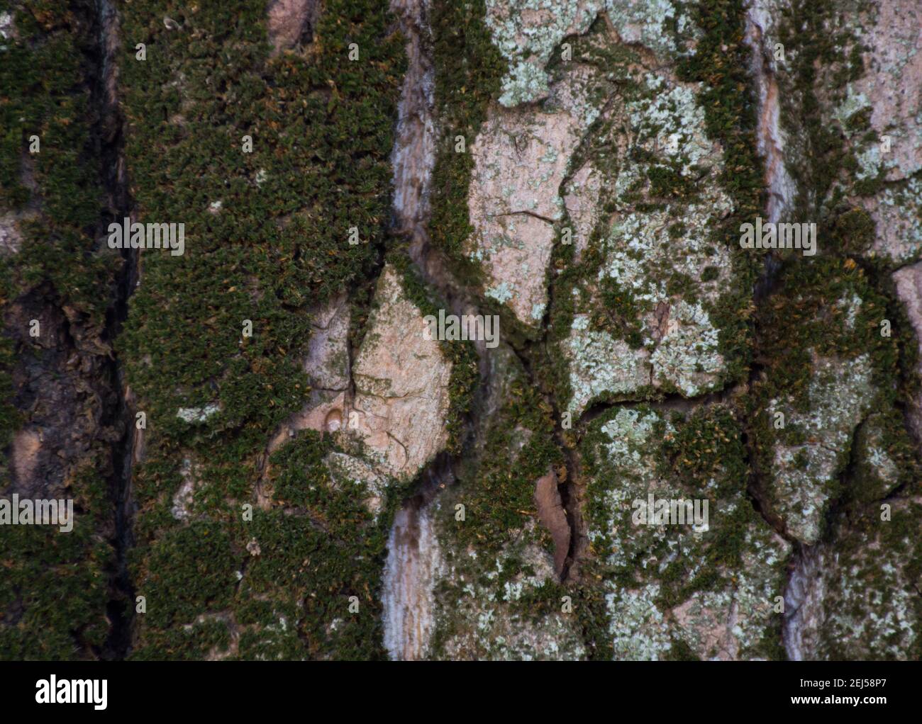 Natural tree bark texture as background Stock Photo - Alamy