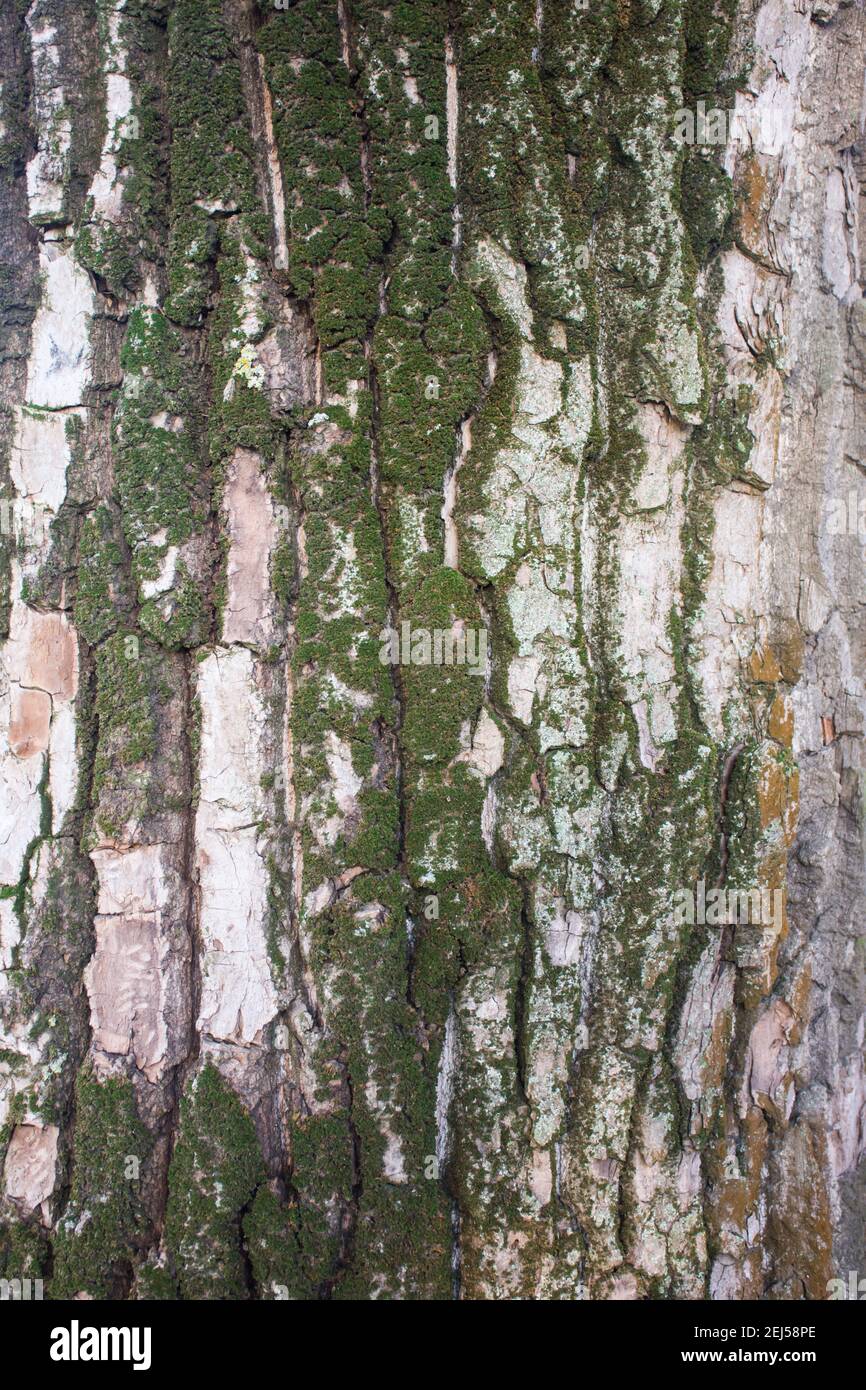 Natural tree bark texture as background Stock Photo - Alamy