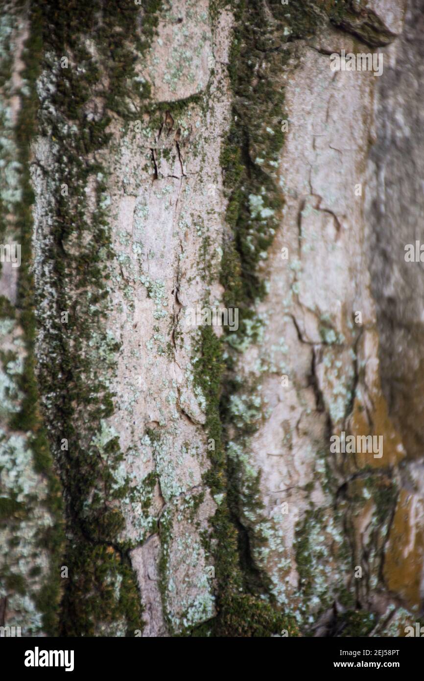 Natural tree bark texture as background Stock Photo - Alamy