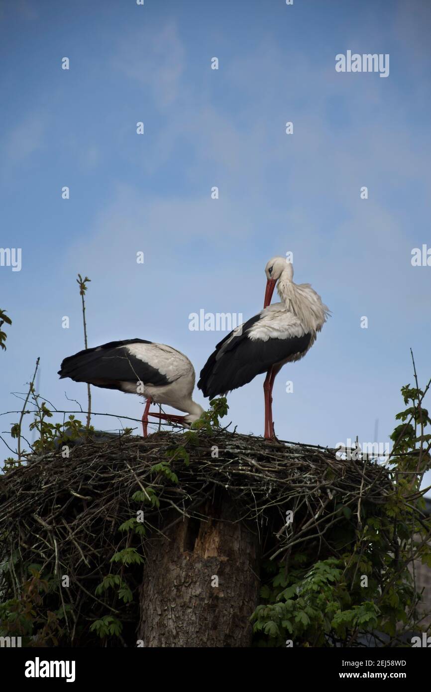 family of storks in their nest on a tree in nature Stock Photo - Alamy