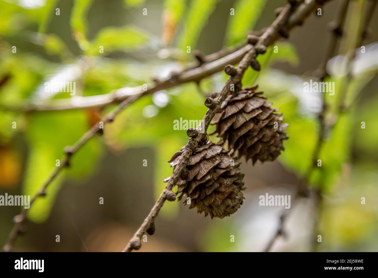 Leaves of alder tree hi-res stock photography and images - Alamy