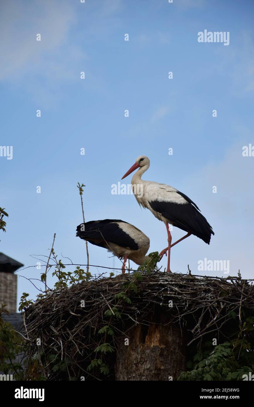 family of storks in their nest on a tree in nature Stock Photo - Alamy