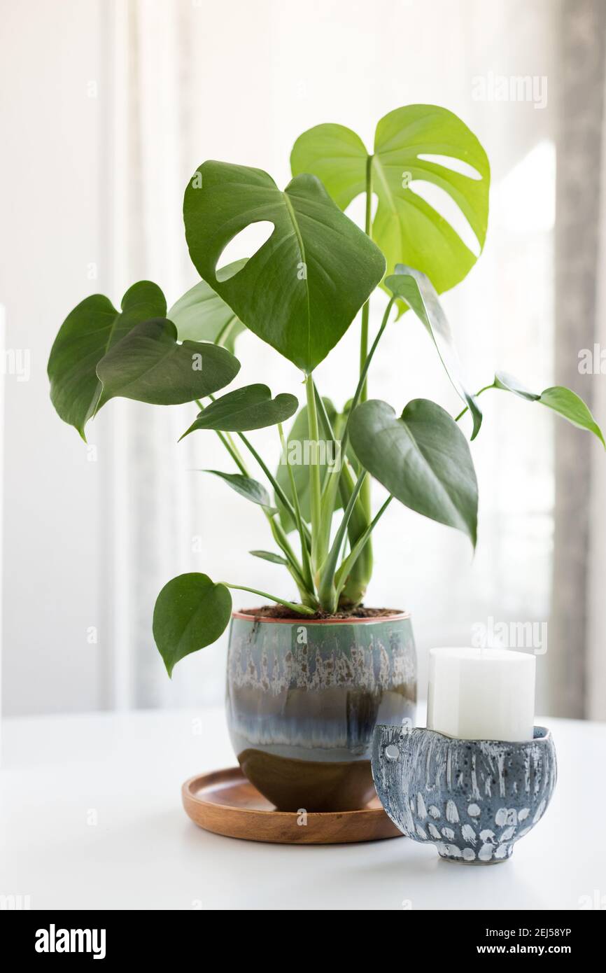 Monstera plant potted in a pretty ceramic pot next to a little pot with ...