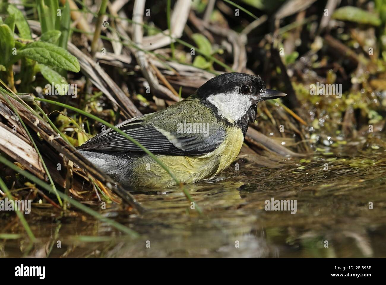 Great Tit (Parus major newtoni) adult female bathing in pond Eccles-on ...