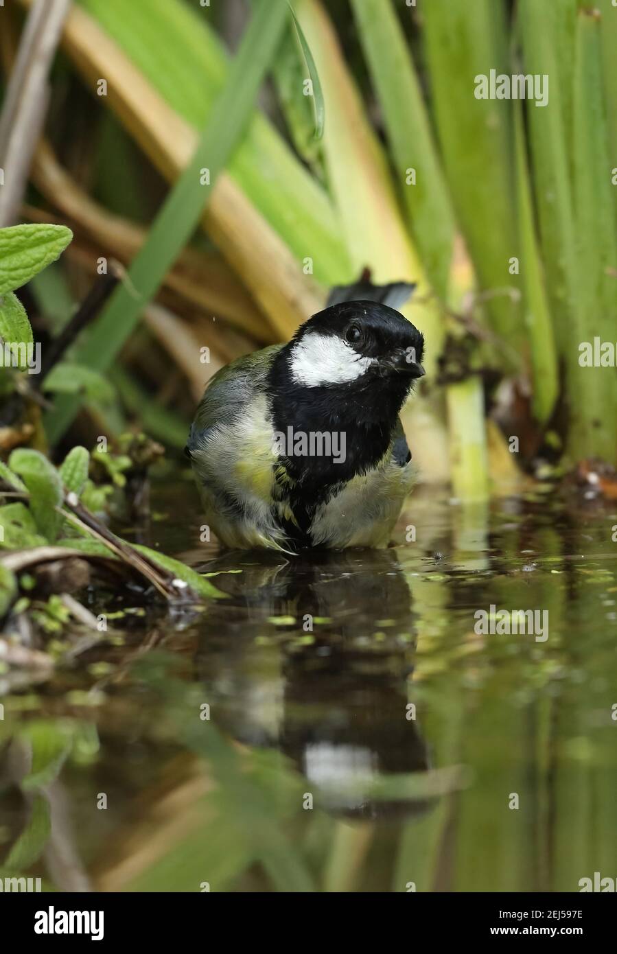 Great Tit (Parus major newtoni) adult female bathing in pond Eccles-on ...