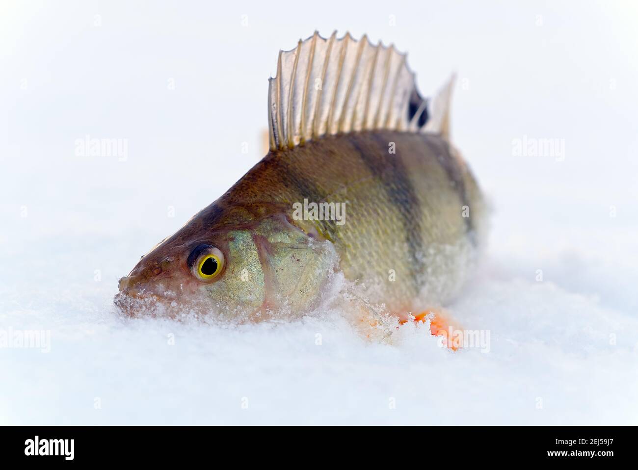 perch fish on the snow in winter on ice. winter fishing Stock Photo - Alamy