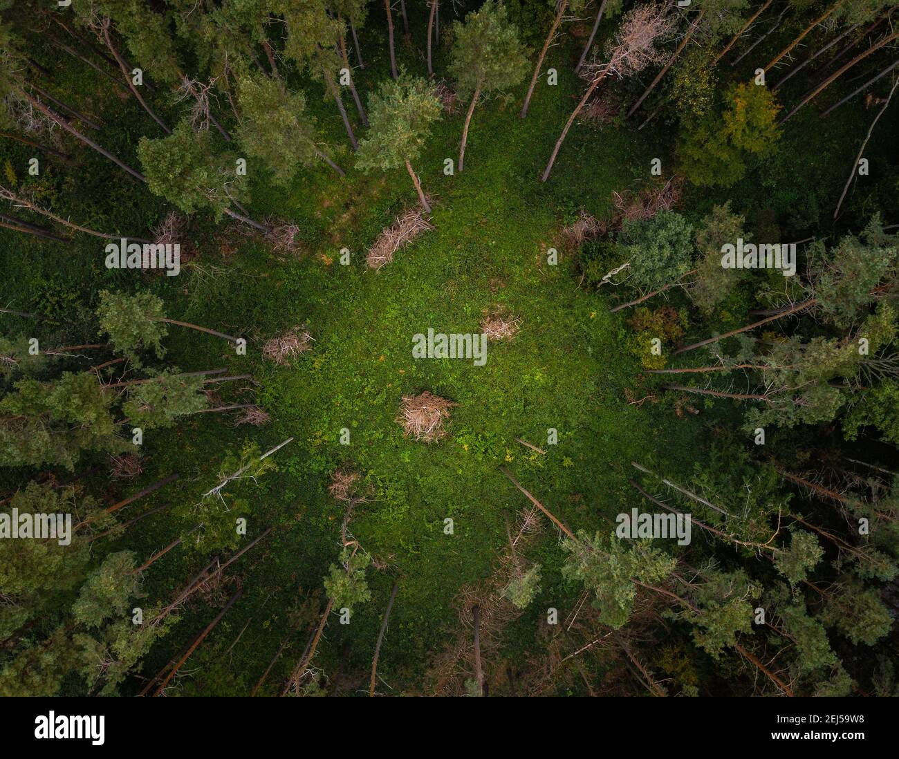 Secret place in the woods Stock Photo - Alamy