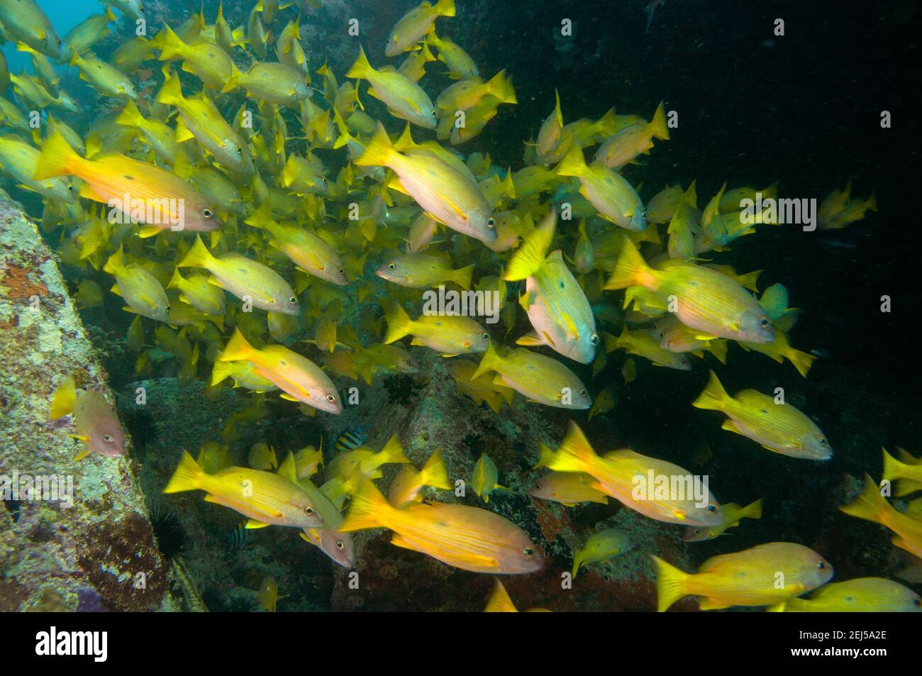 Seychelles underwater marine life hi-res stock photography and images ...