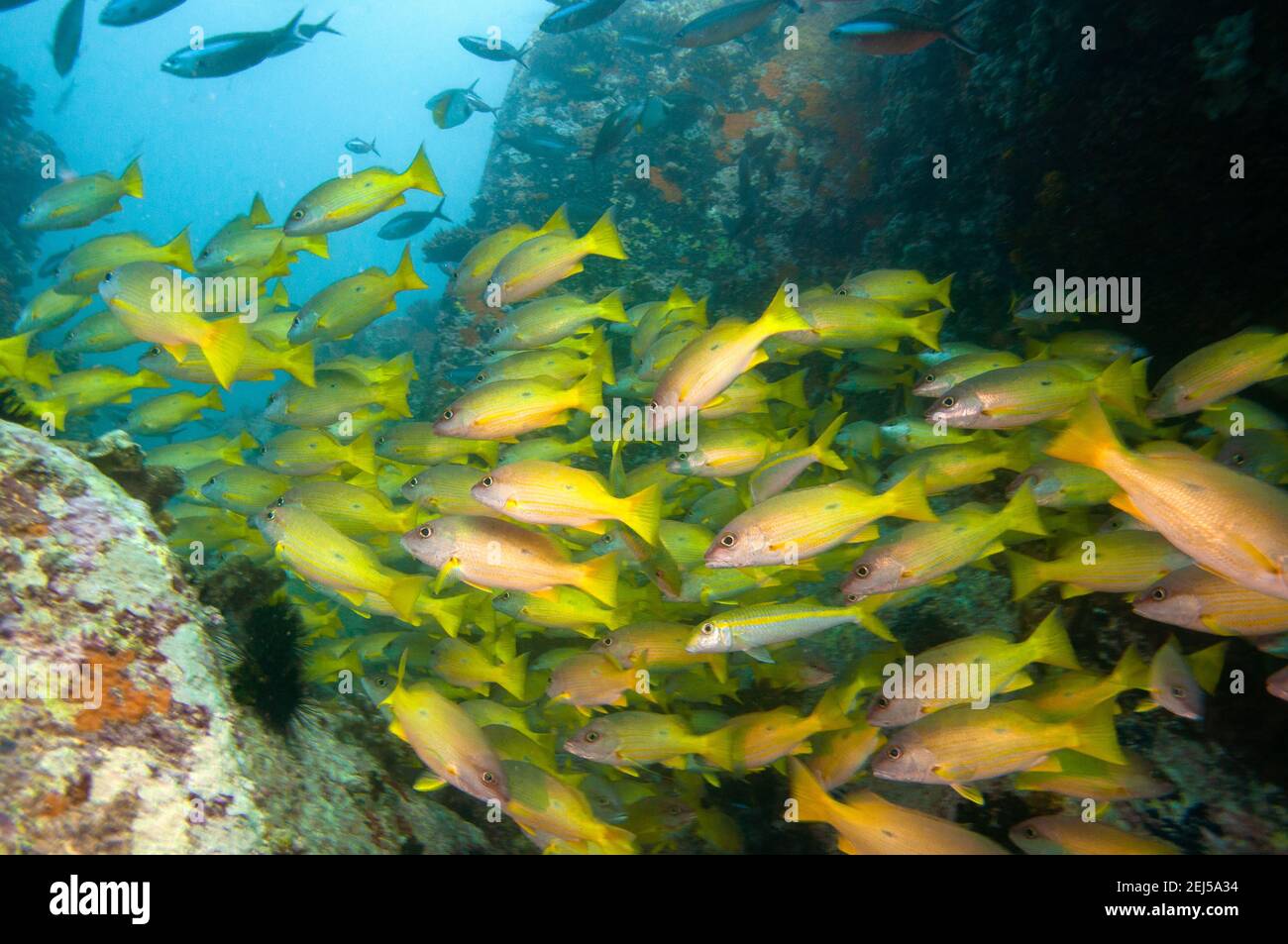 Underwater sea life, School of tropical yellow fish Blackspot Snapper ...