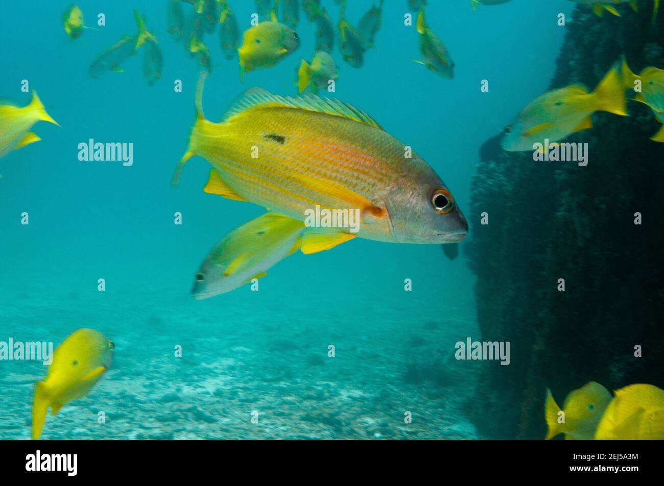 Underwater sea life, School of tropical yellow fish Blackspot Snapper ...