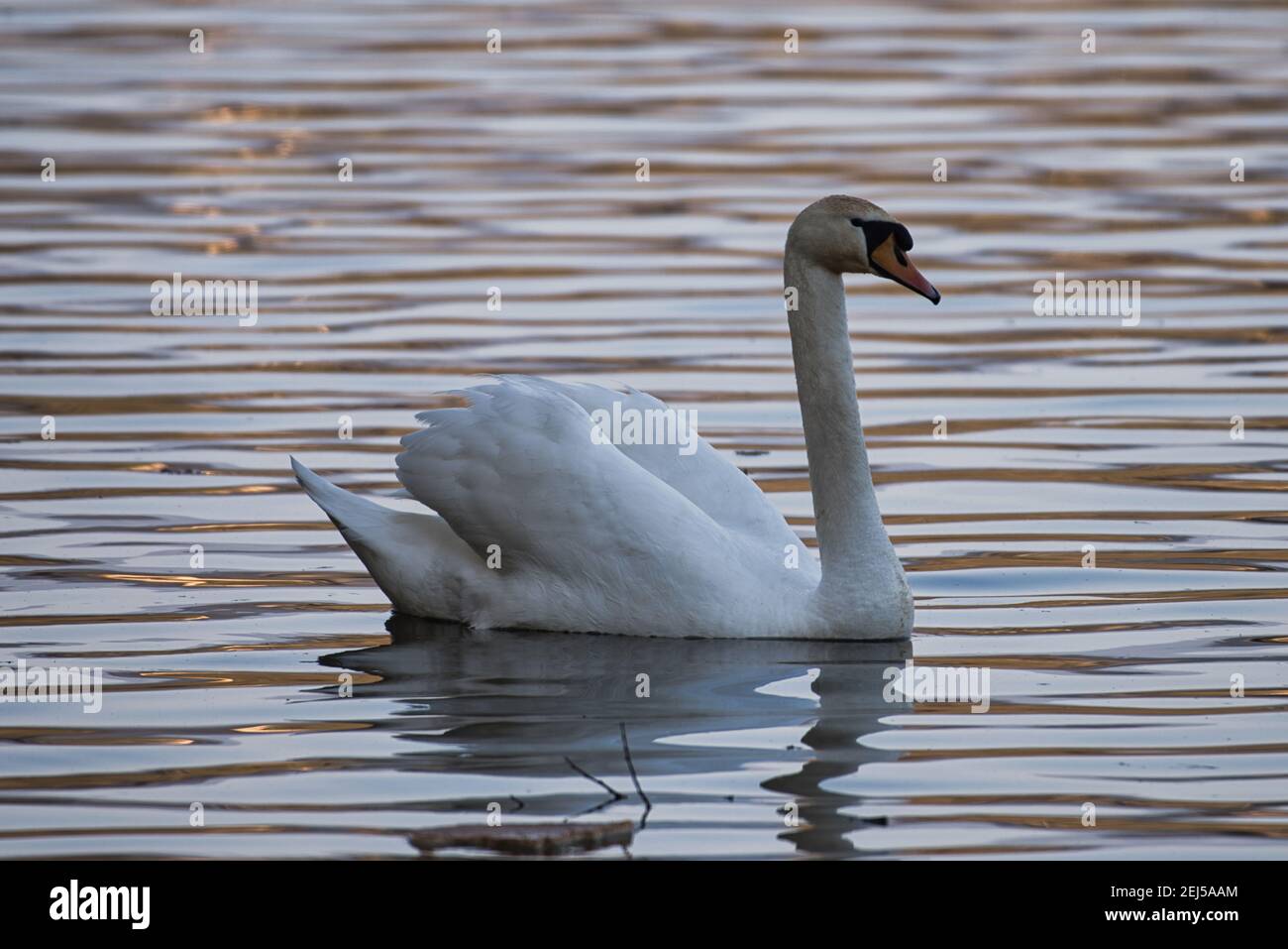 Hamsa bird hi-res stock photography and images - Alamy