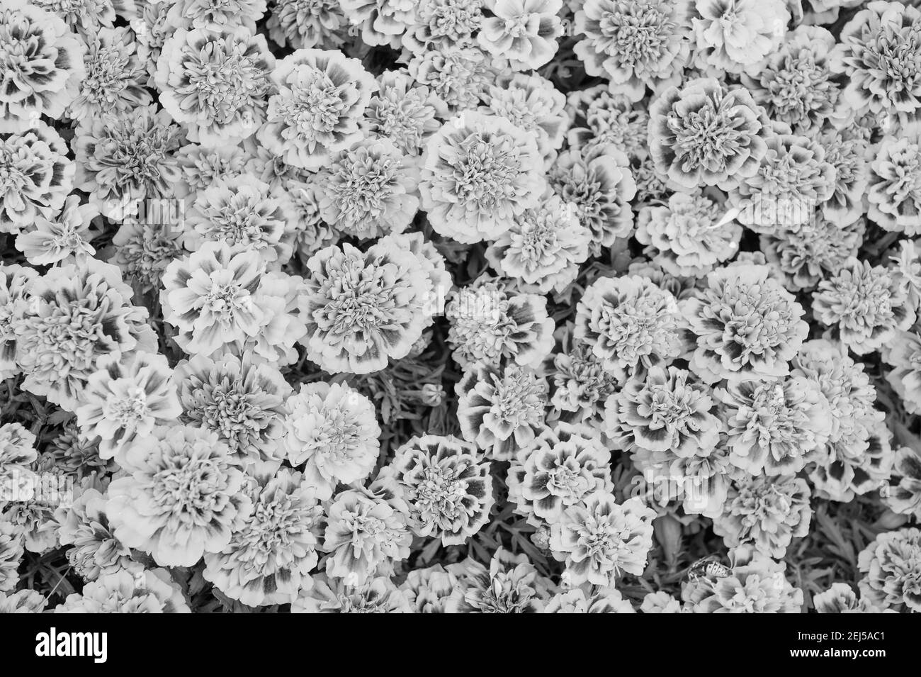 Top view flowers in Black and White Stock Photos & Images - Alamy