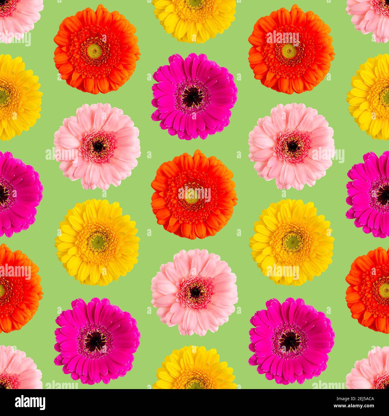 Seamless pattern of colorful gerbera on a white Germini photo converted ...