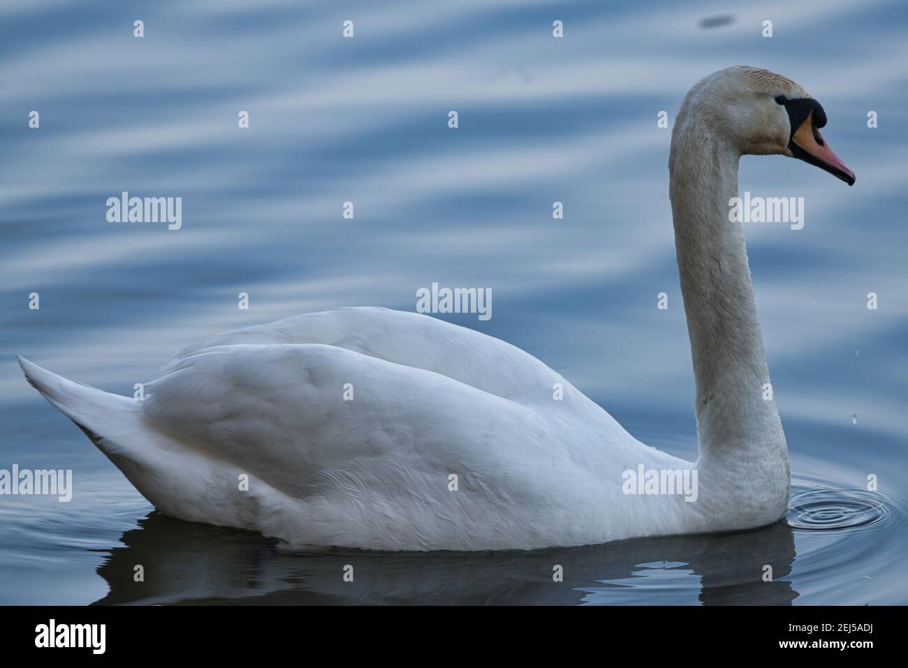 Hamsa swan hi-res stock photography and images - Alamy