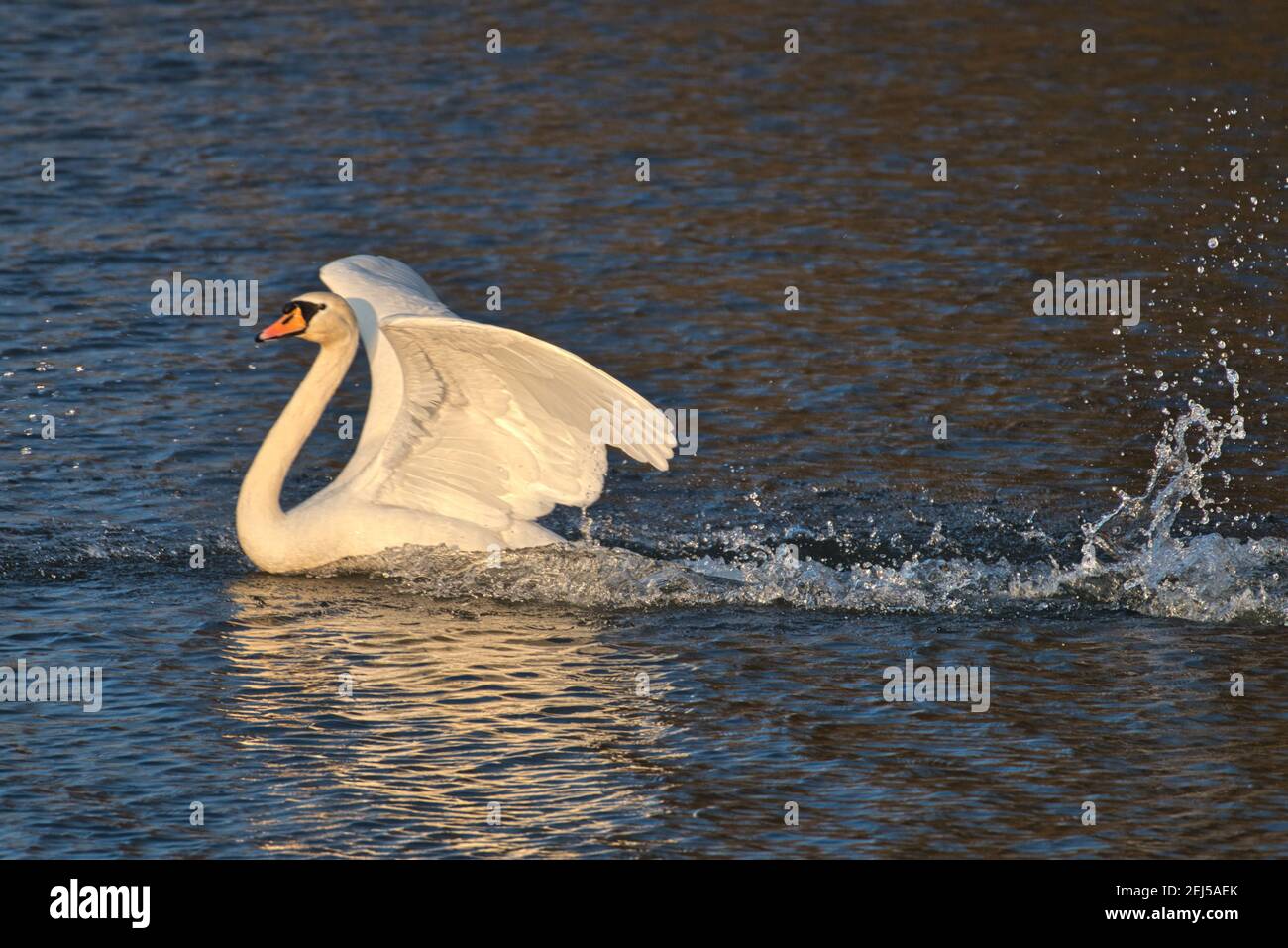 Hamsa swan hi-res stock photography and images - Alamy