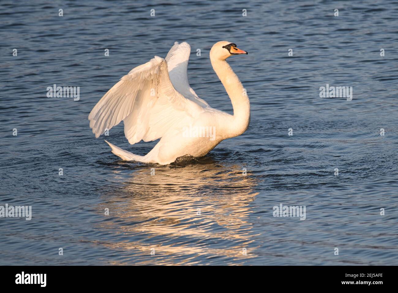 Hamsa swan hi-res stock photography and images - Alamy
