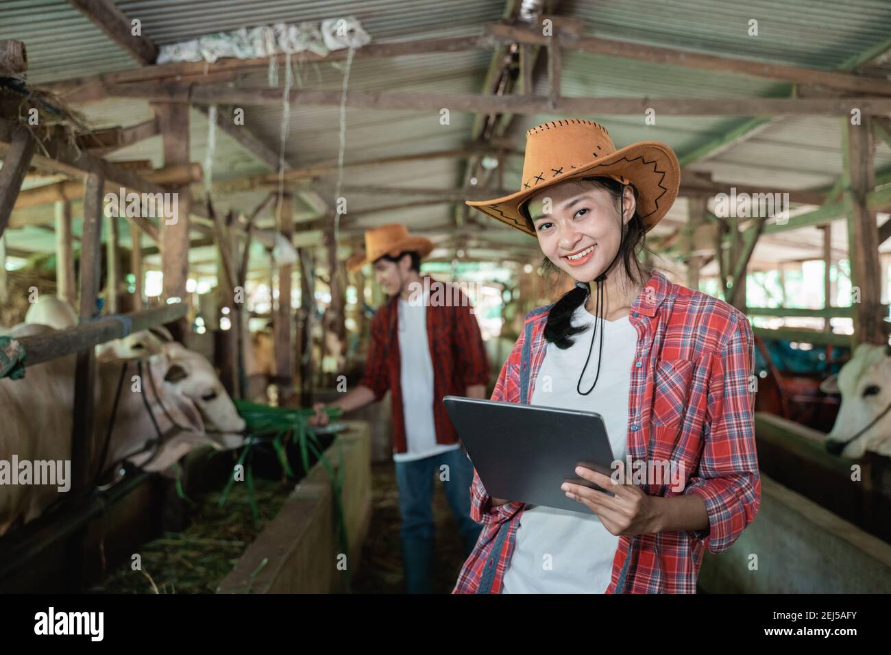 woman cattle farmer using a tablet with a background of workers feeding ...