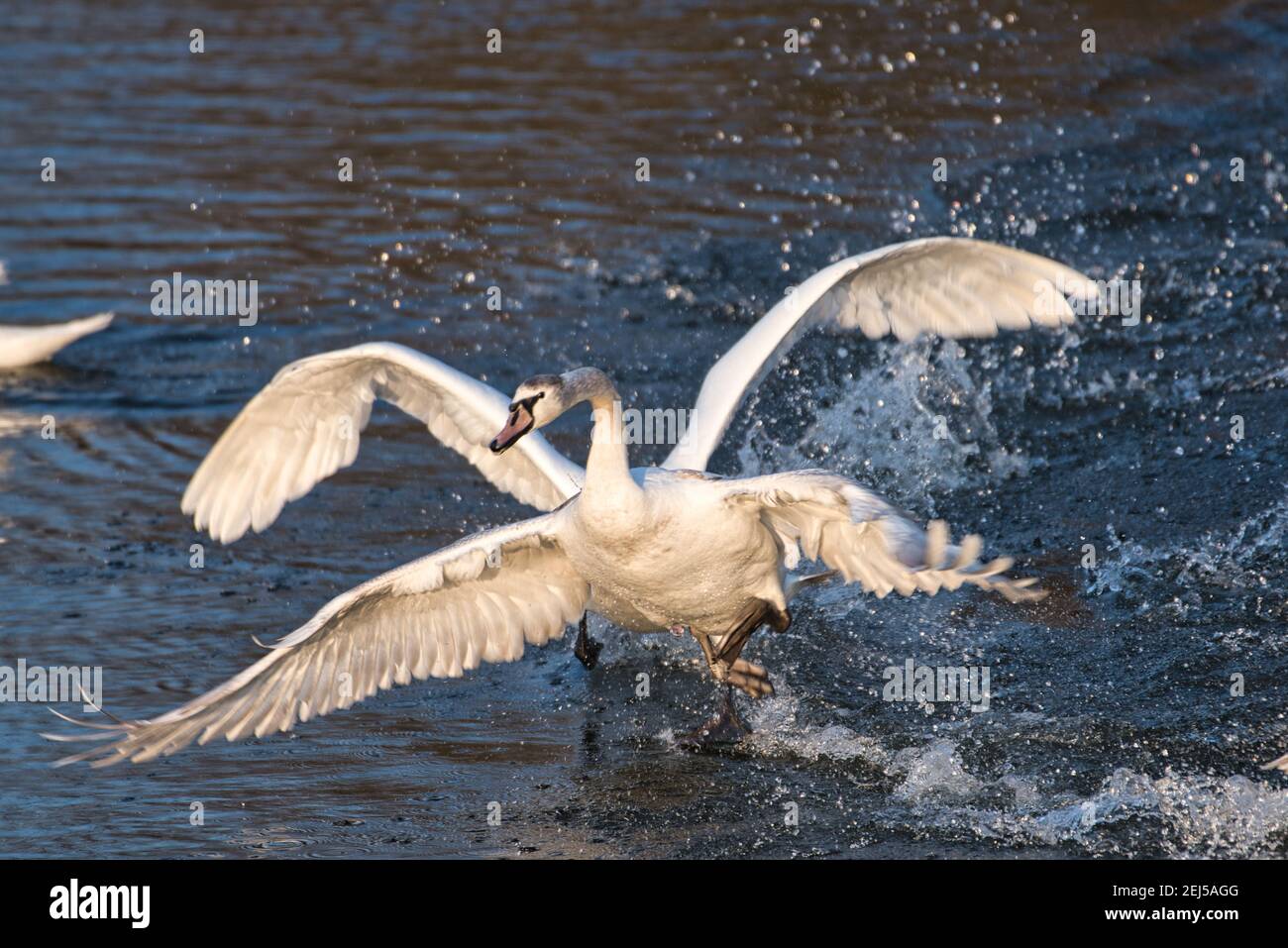 Hamsa swan hi-res stock photography and images - Alamy