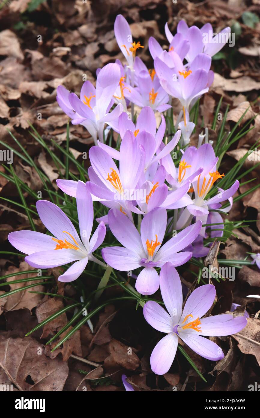 Crocus tommasinianus ‘Whitewell Purple’ Early Crocus – light purple and ...