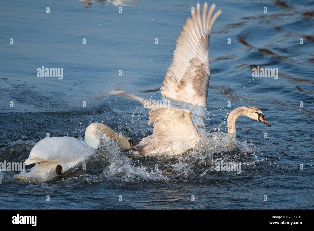Hamsa swan hi-res stock photography and images - Alamy