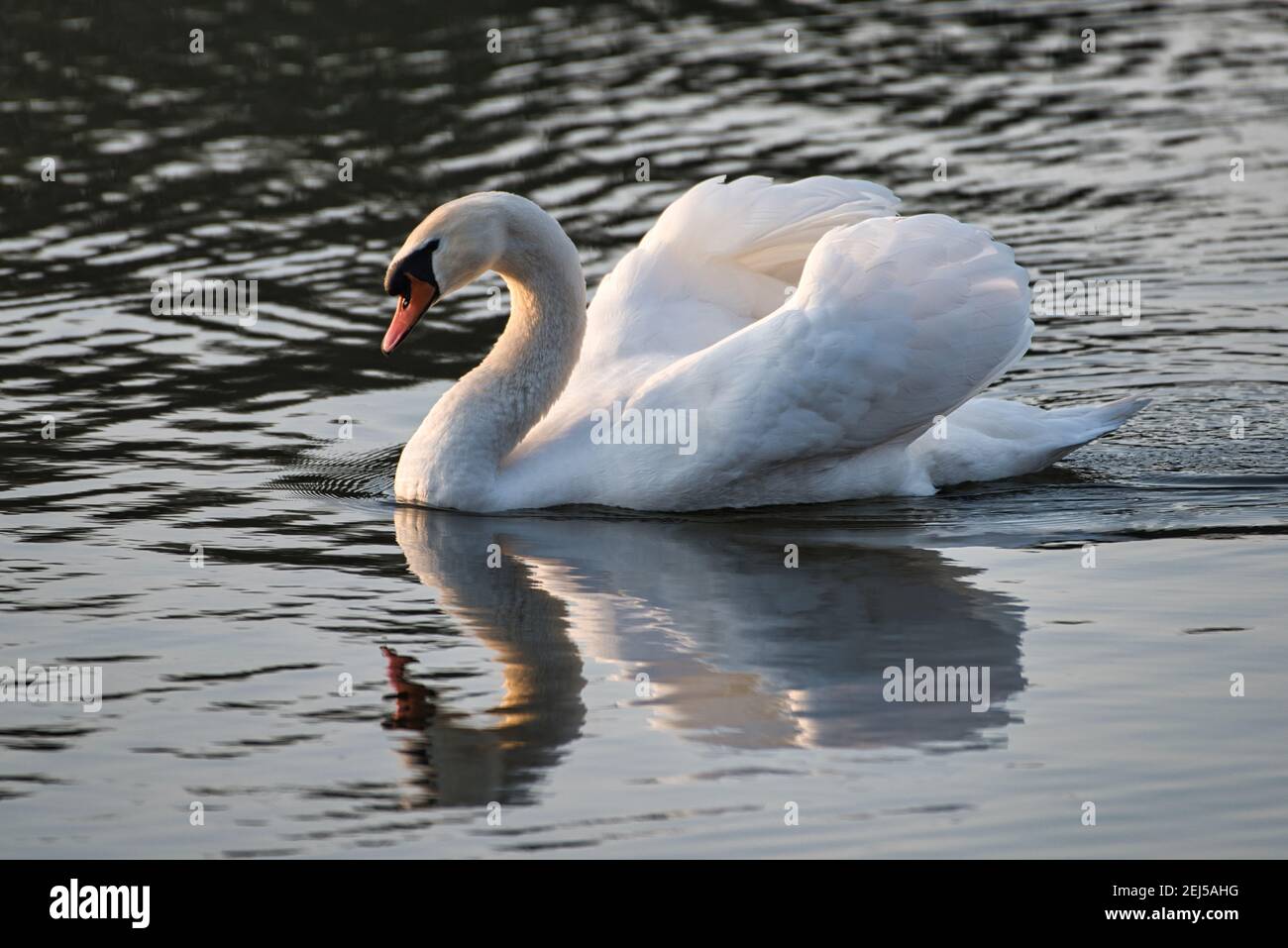 Hamsa swan hi-res stock photography and images - Alamy