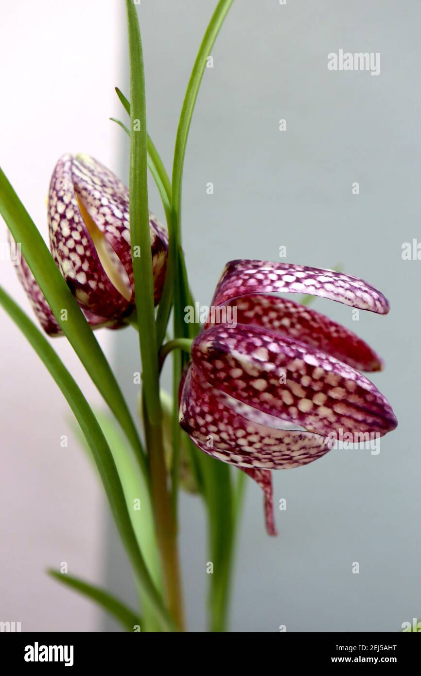 Drooping bell flower hi-res stock photography and images - Alamy