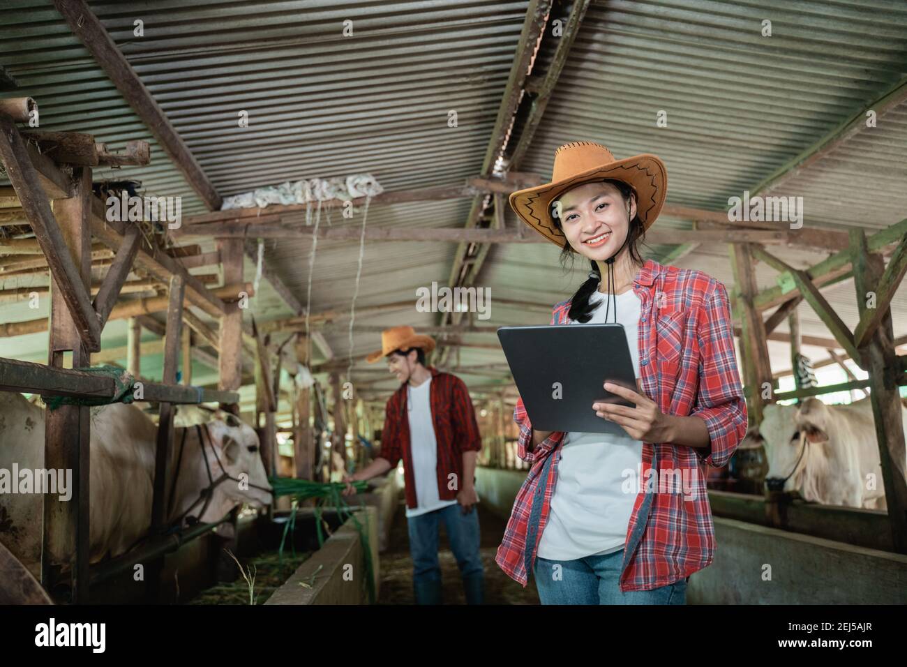 woman owner of cow farm using a tablet with worker background feeding ...