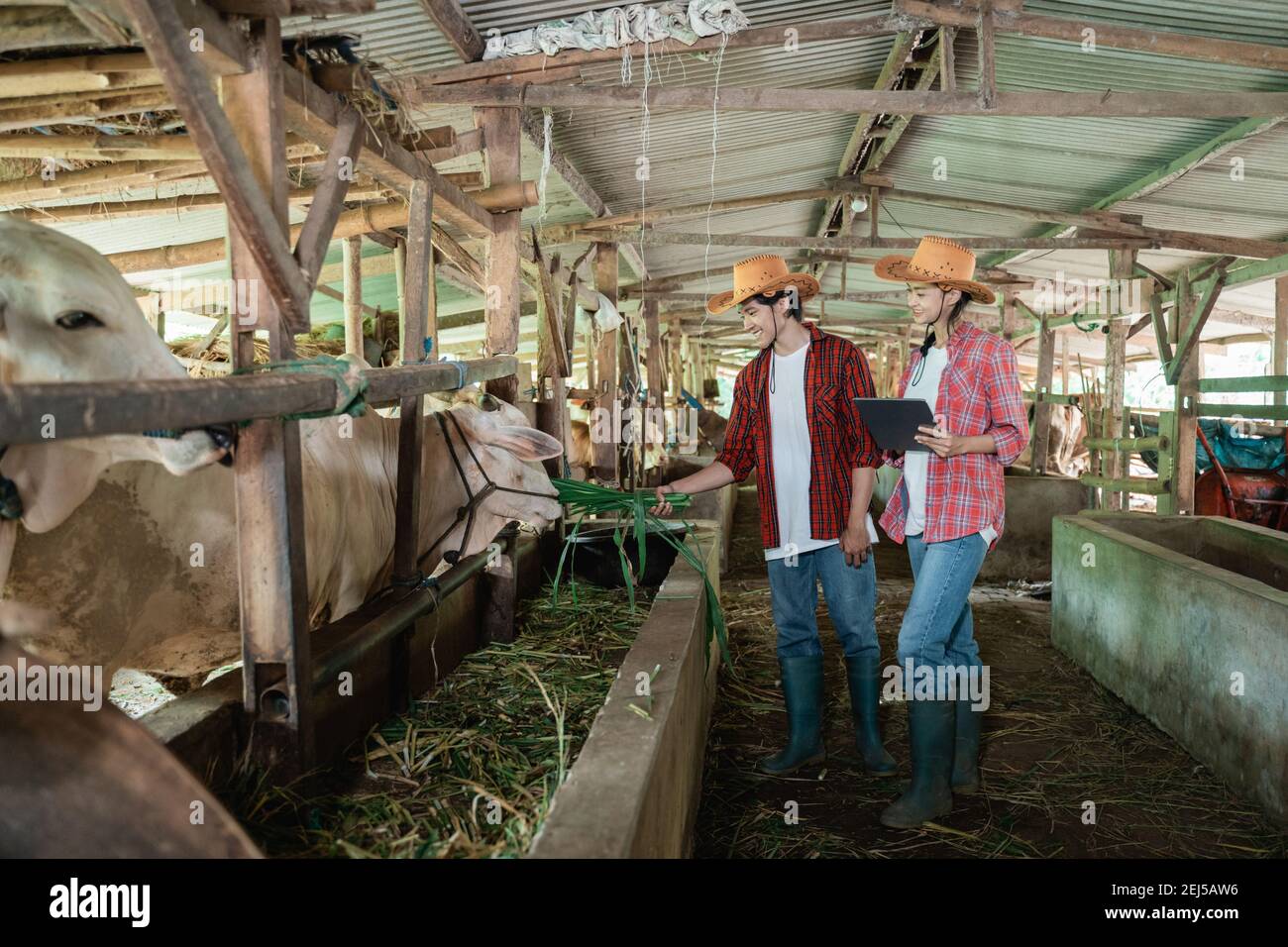 cow farmer couples use a tablet and feed the cows with hay in the ...