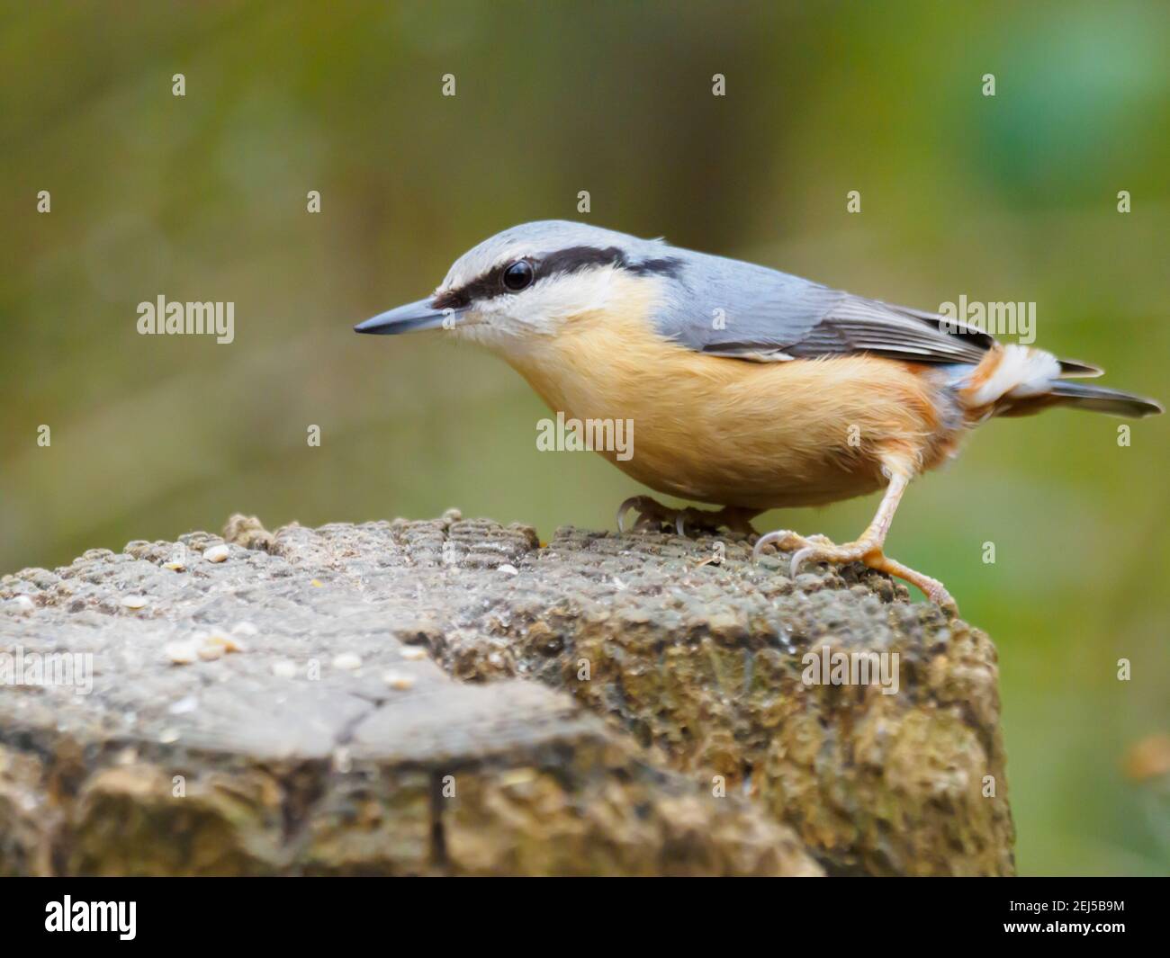 Nuthatch uk close up hi-res stock photography and images - Alamy