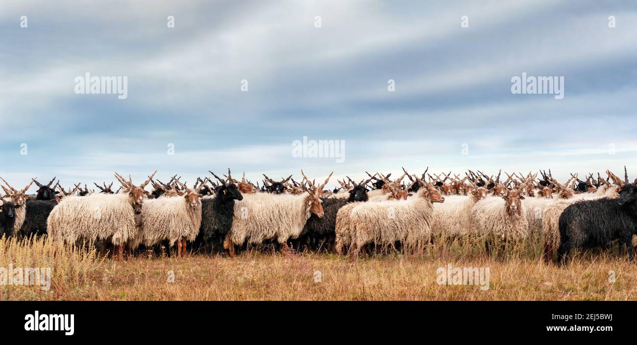 Racka hi-res stock photography and images - Alamy