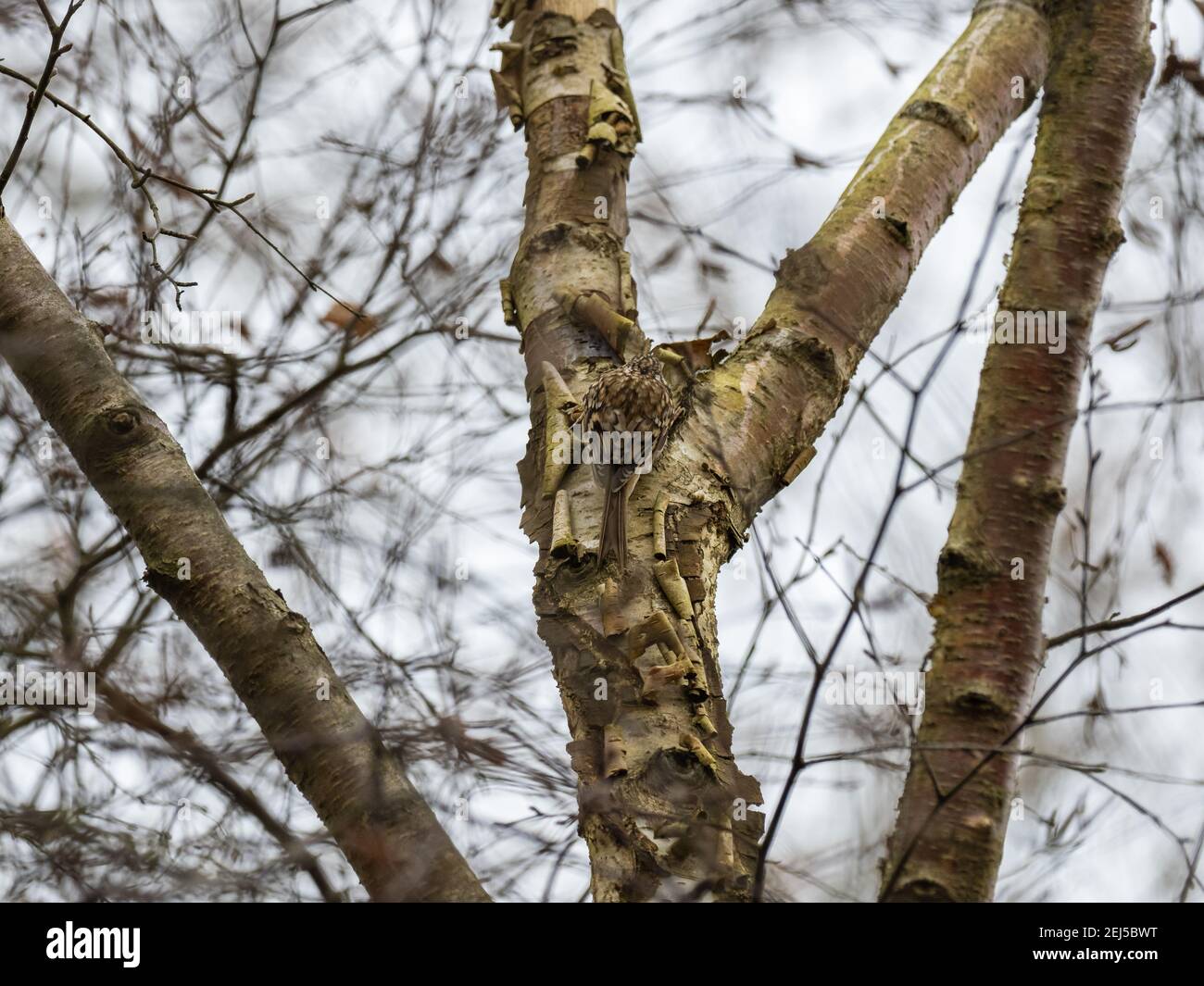 Tree creeper with feather hi-res stock photography and images - Alamy