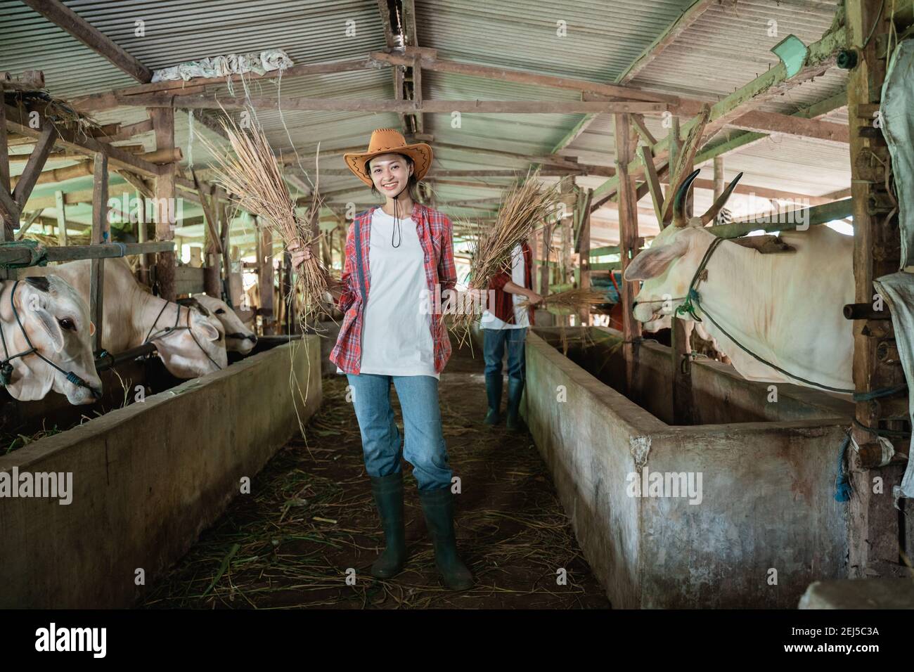 a cow farmer girl stands holding straw with many cows in a cattle pen ...