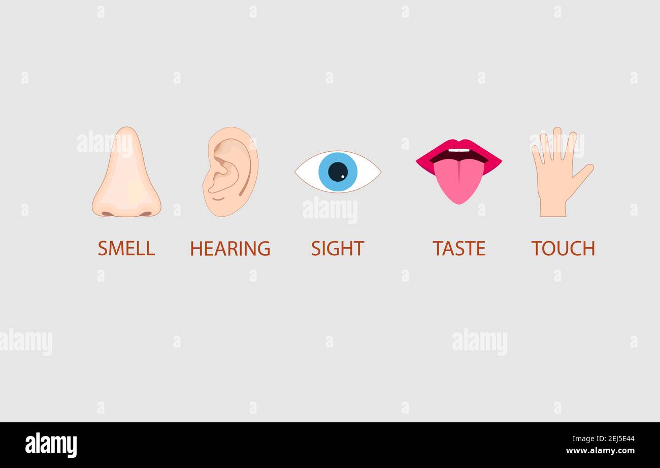 Sense face five senses Stock Vector Images - Alamy