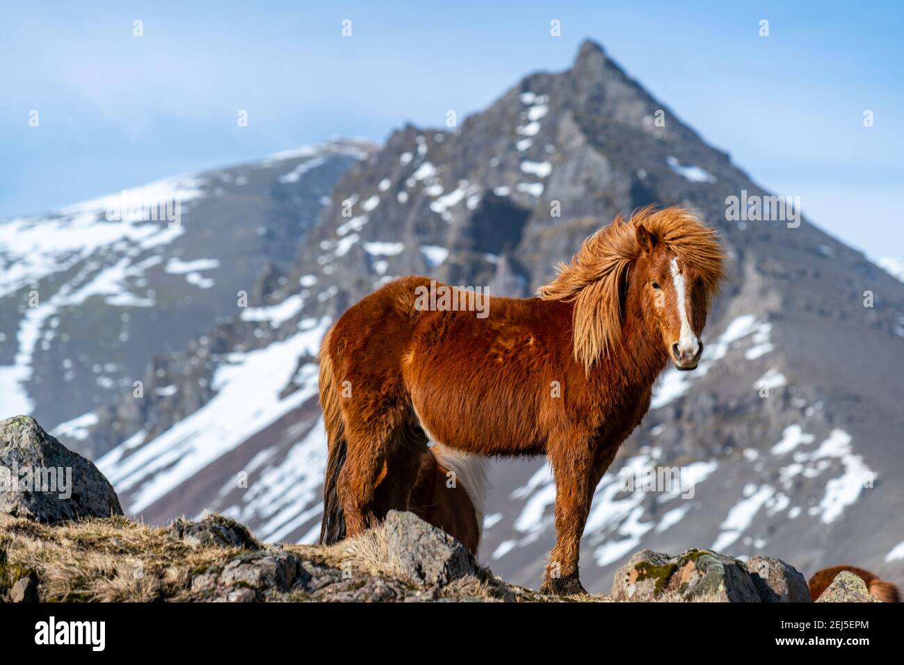 Icelandic horses. The Icelandic horse is a breed of horse created in ...