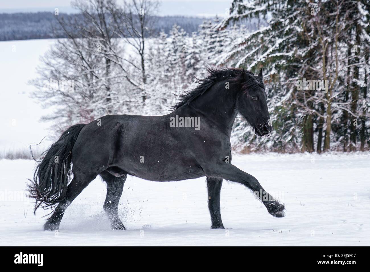 Friesian stallion running in winter field. Black Friesian horse runs ...