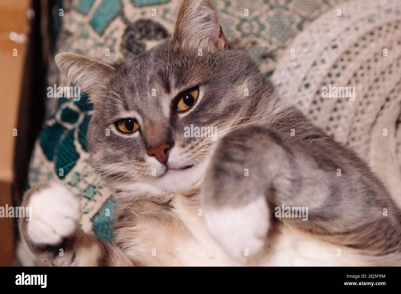 Portrait of young cute grey stripes angry cat with white paws black ...