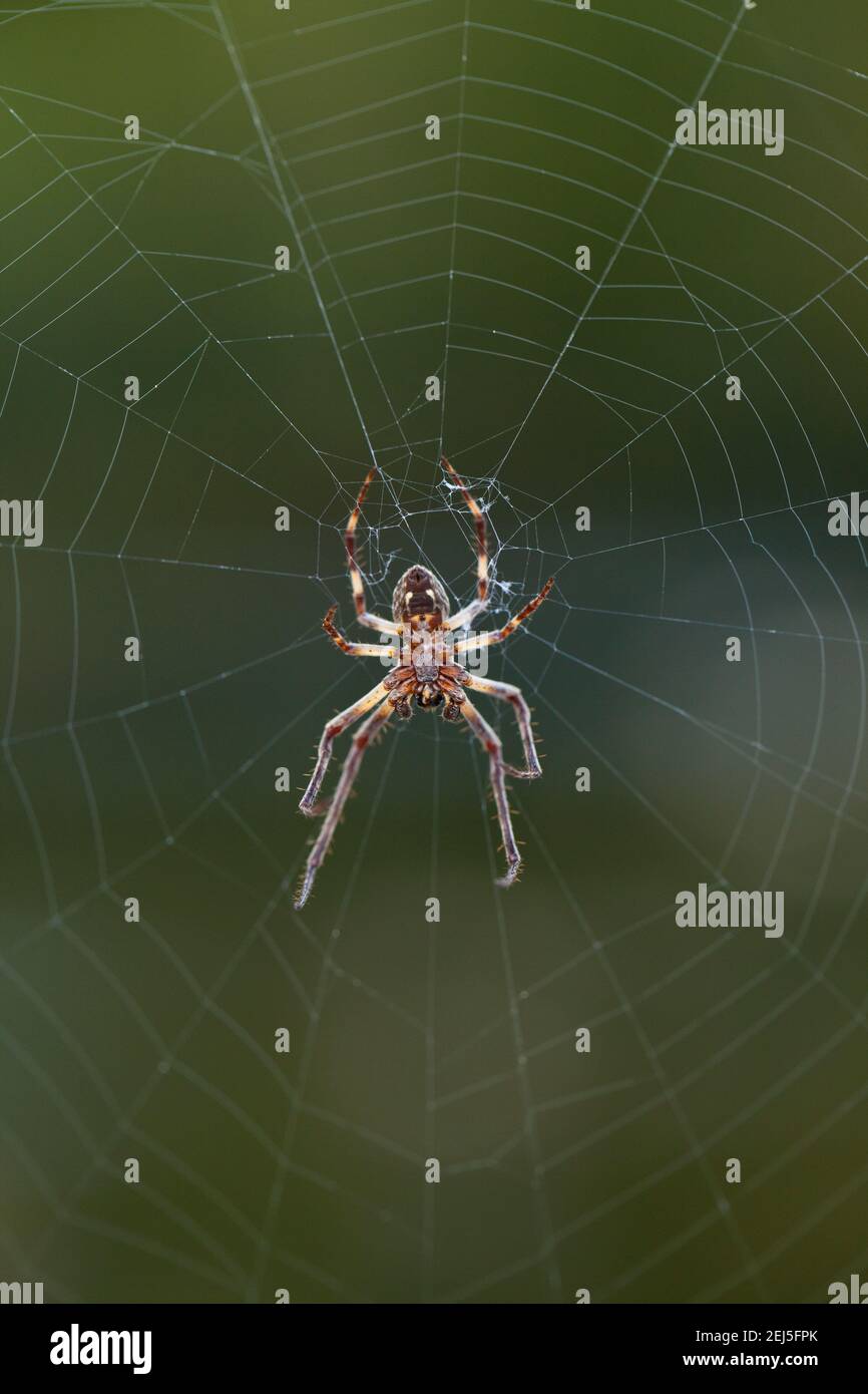 Araña en su tela. SPIDER WEB Stock Photo - Alamy