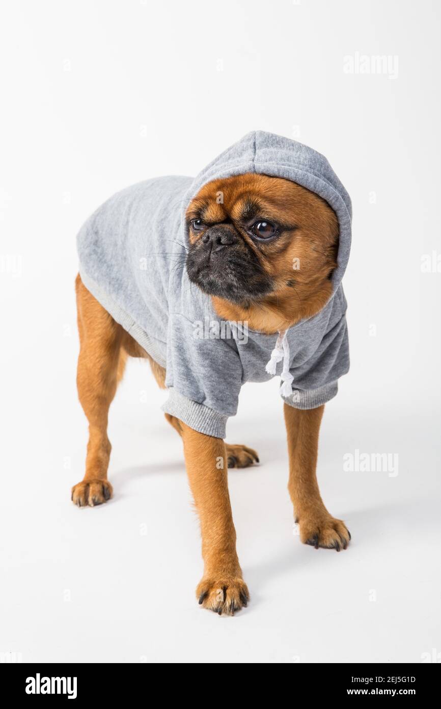 A cute view of a pug wearing clothes standing on the ground on a white ...