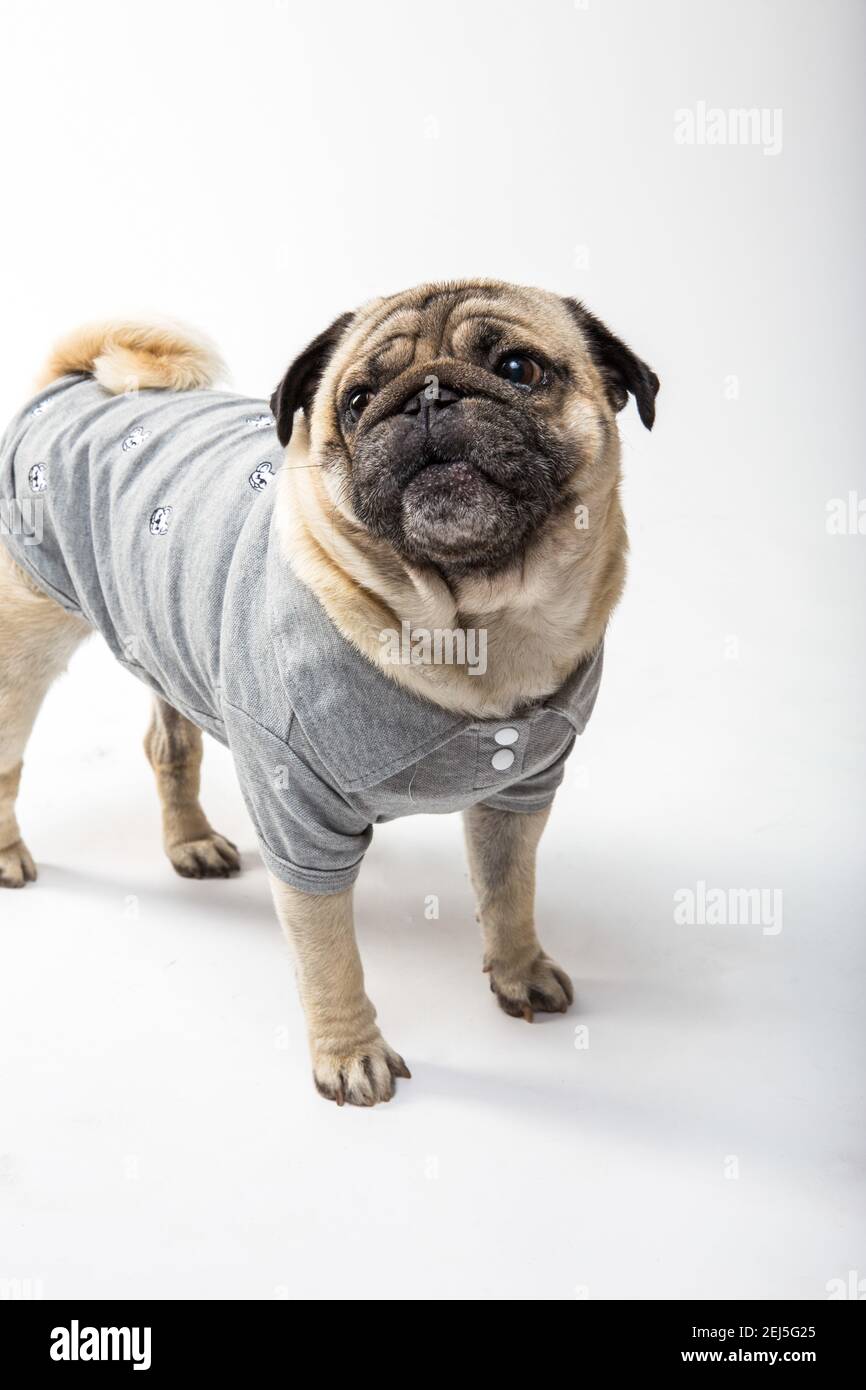 Fat Pugs In Costumes